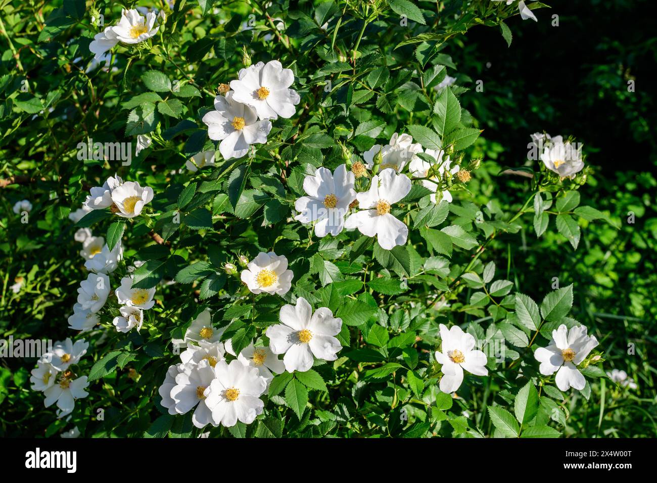 Delicate white flowers of Rosa Canina plant commonly known as dog rose ...