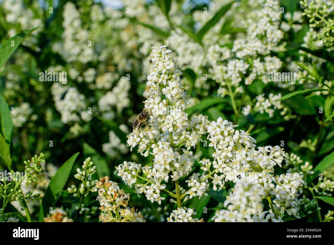 Large branch with delicate white flowers of Spiraea nipponica Snowmound ...