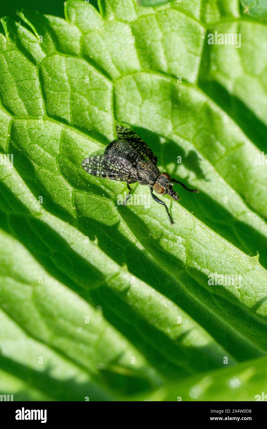 Close up of Platystoma seminationis, the dancing kiss fly, siiting on a ...