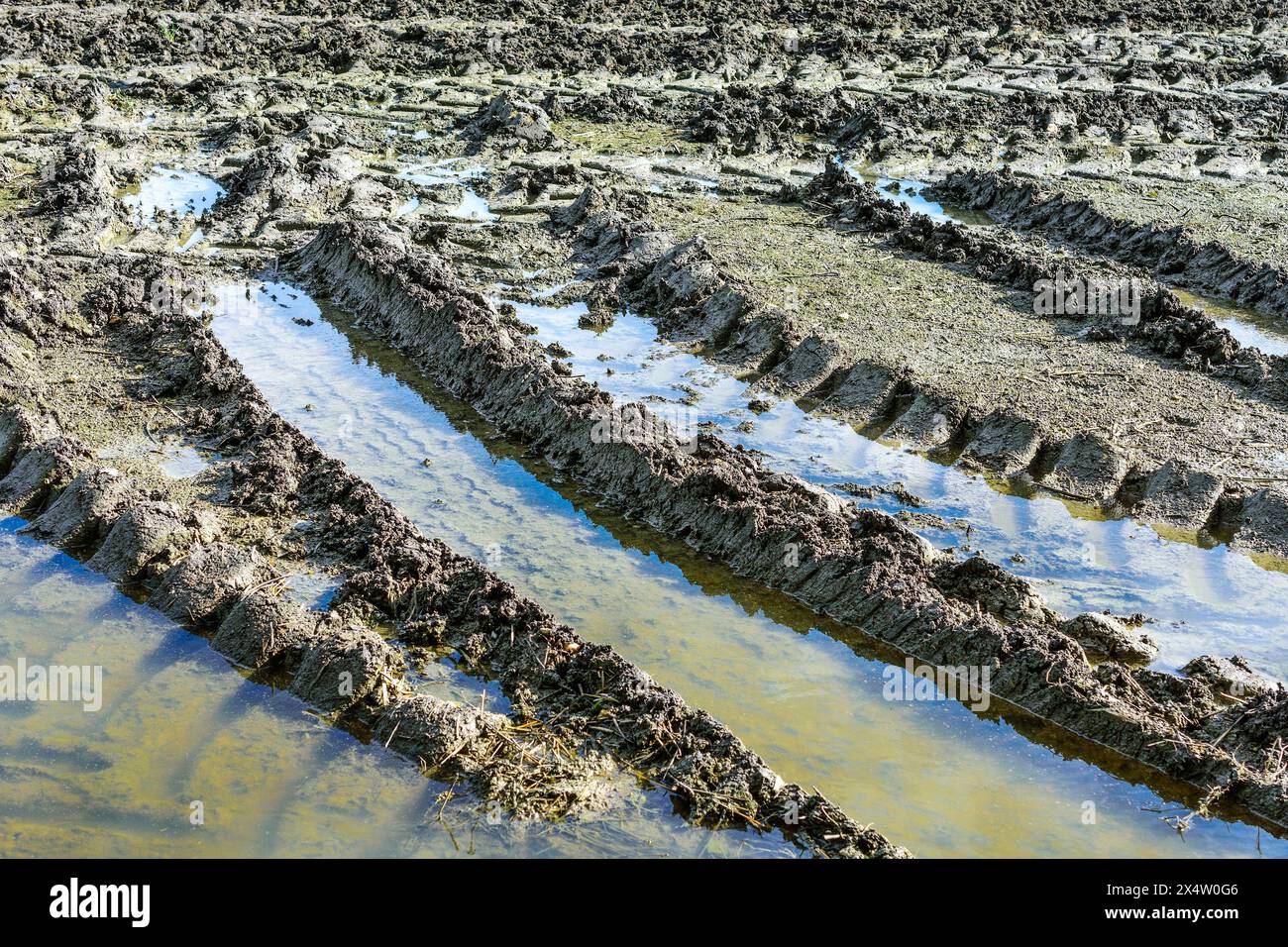 Tractor tyre tracks in muddy waterlogged farm field after heavy rain ...