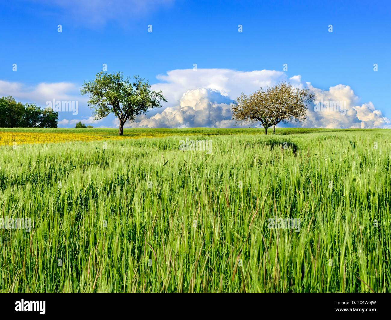 Cumulonimbus thunderstorm clouds forming in distance over farmland with ...