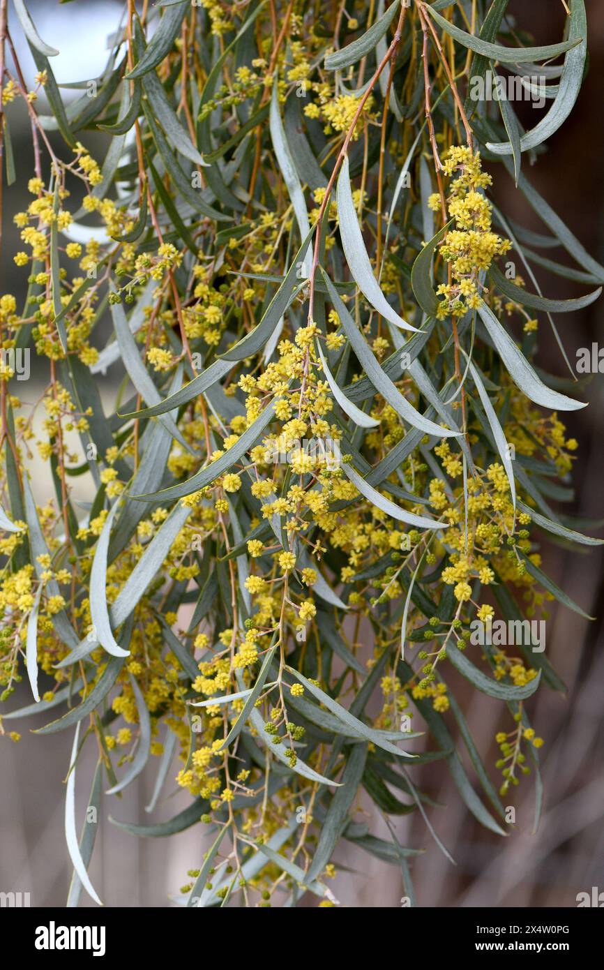 Acacia pendula hi-res stock photography and images - Alamy