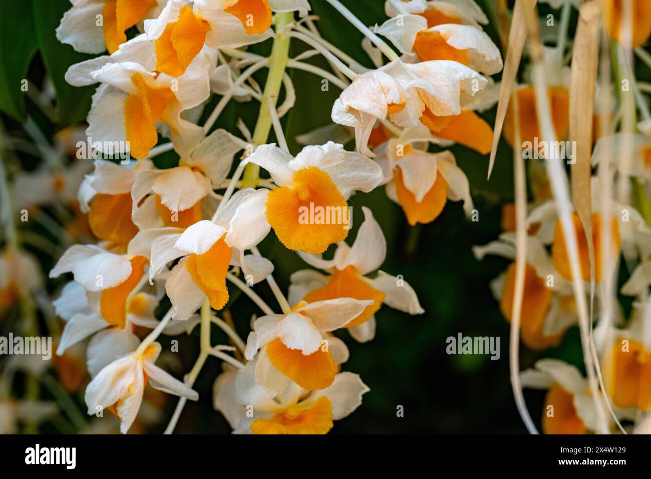Beautiful Dendrobium thyrsiflorum orchid in morning at the garden, High ...