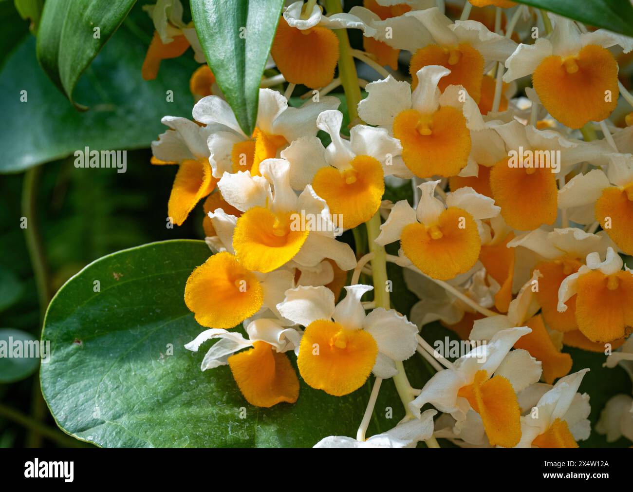 Beautiful Dendrobium thyrsiflorum orchid in morning at the garden, High ...