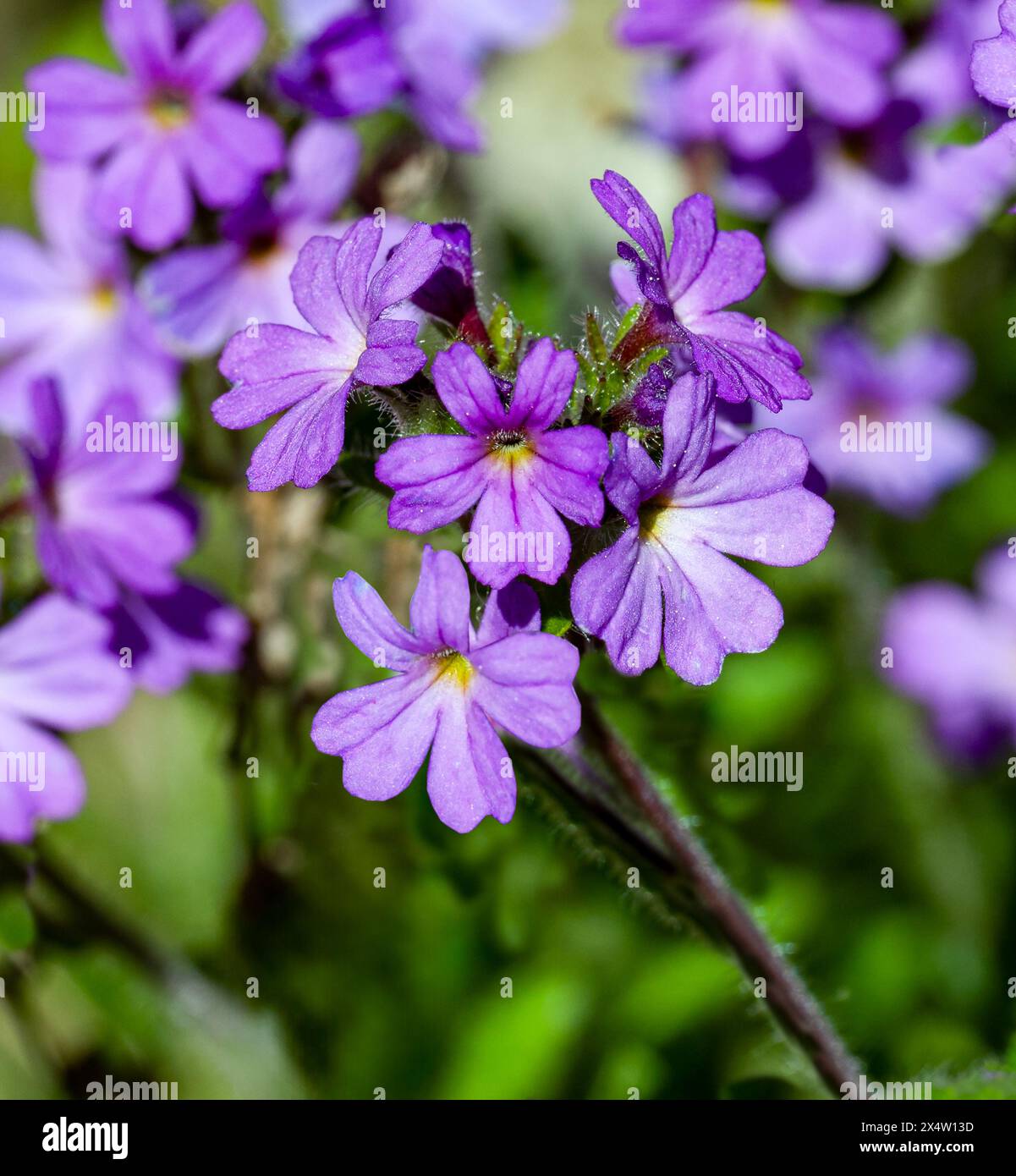 Alpine balsam (Erinus alpinus) is a perennial herb native to south ...