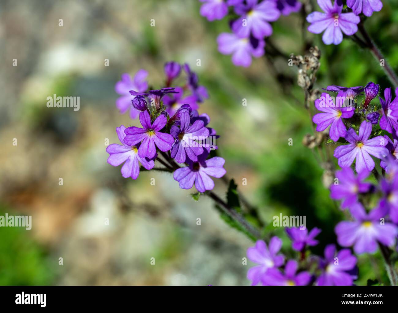 Alpine balsam (Erinus alpinus) is a perennial herb native to south ...