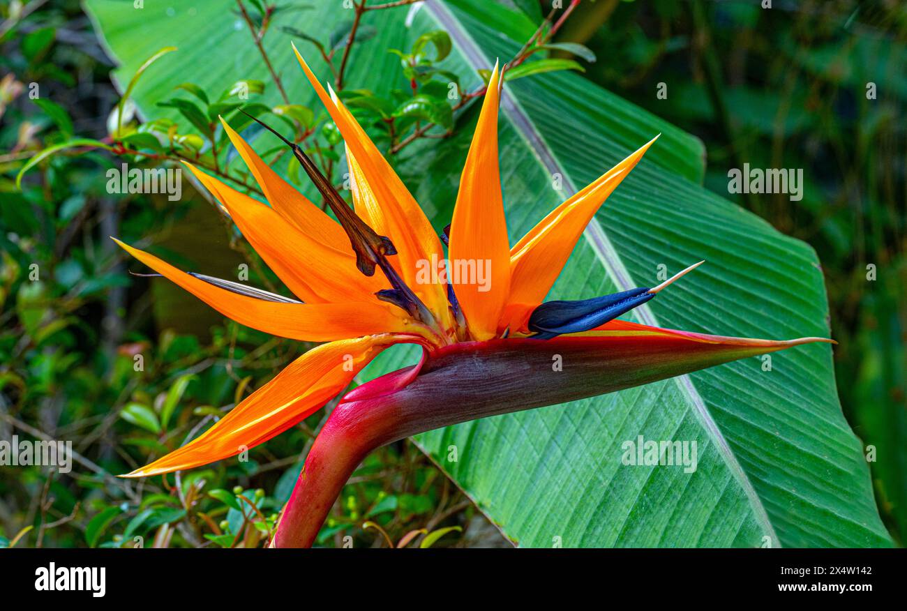 Bird Of Paradise flower (Strelitzia reginae) in full bloom in tropical ...