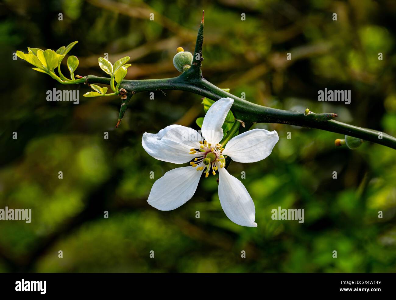 Citrus Poncirus trifoliata flower in early May Stock Photo - Alamy