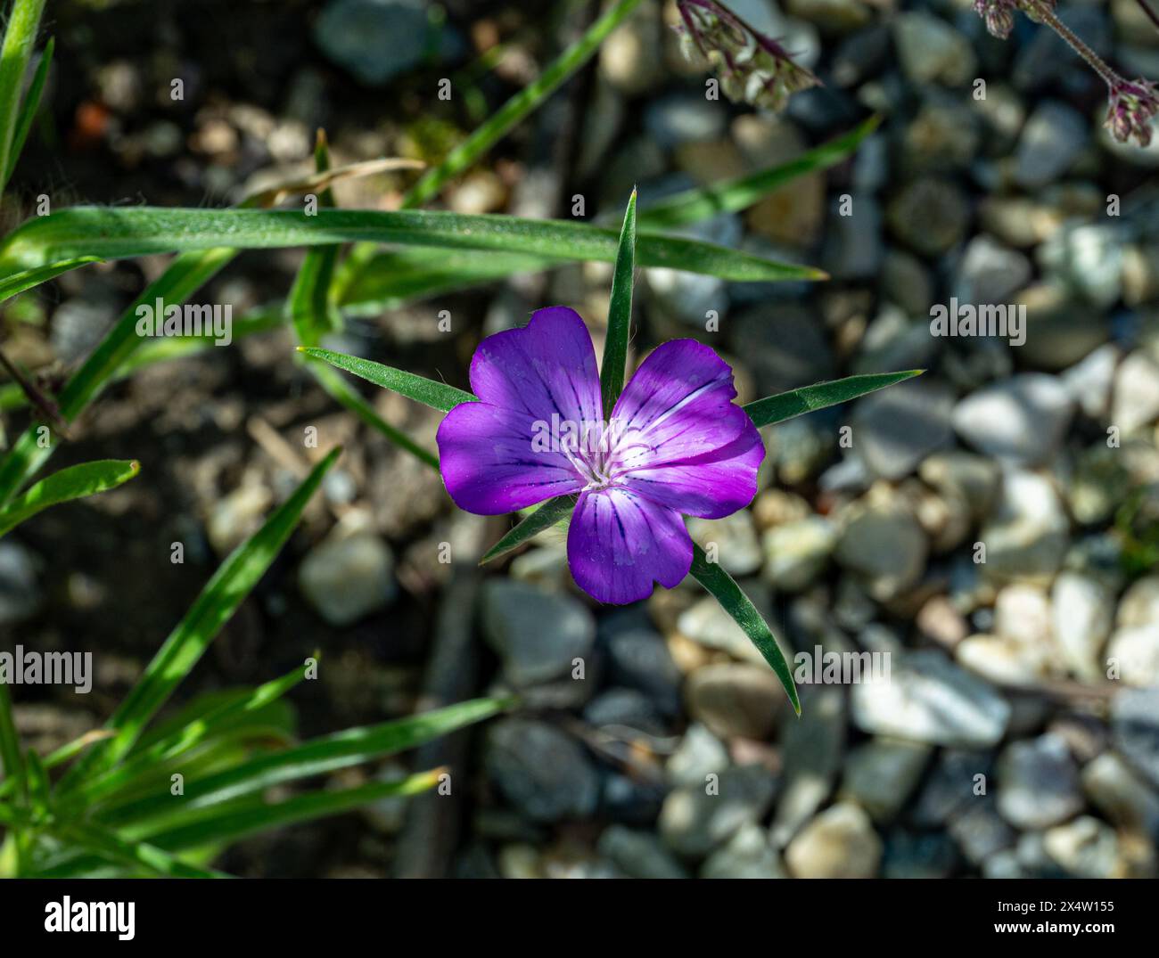 Close up of pink corncockle flowers Agrostemma githago growing outdoors ...