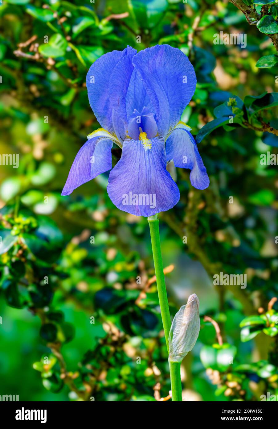 Sweet iris hi-res stock photography and images - Alamy