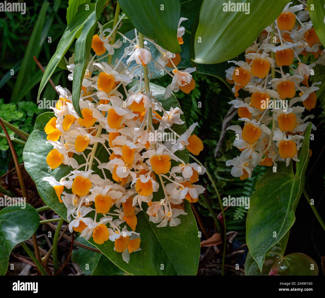 Beautiful Dendrobium thyrsiflorum orchid in morning at the garden, High ...
