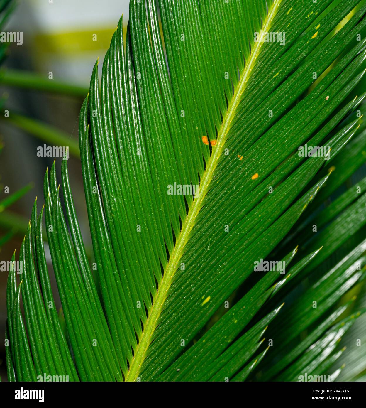 Selective on fresh green leaves of a Japanese sago palm (Cycas revoluta ...