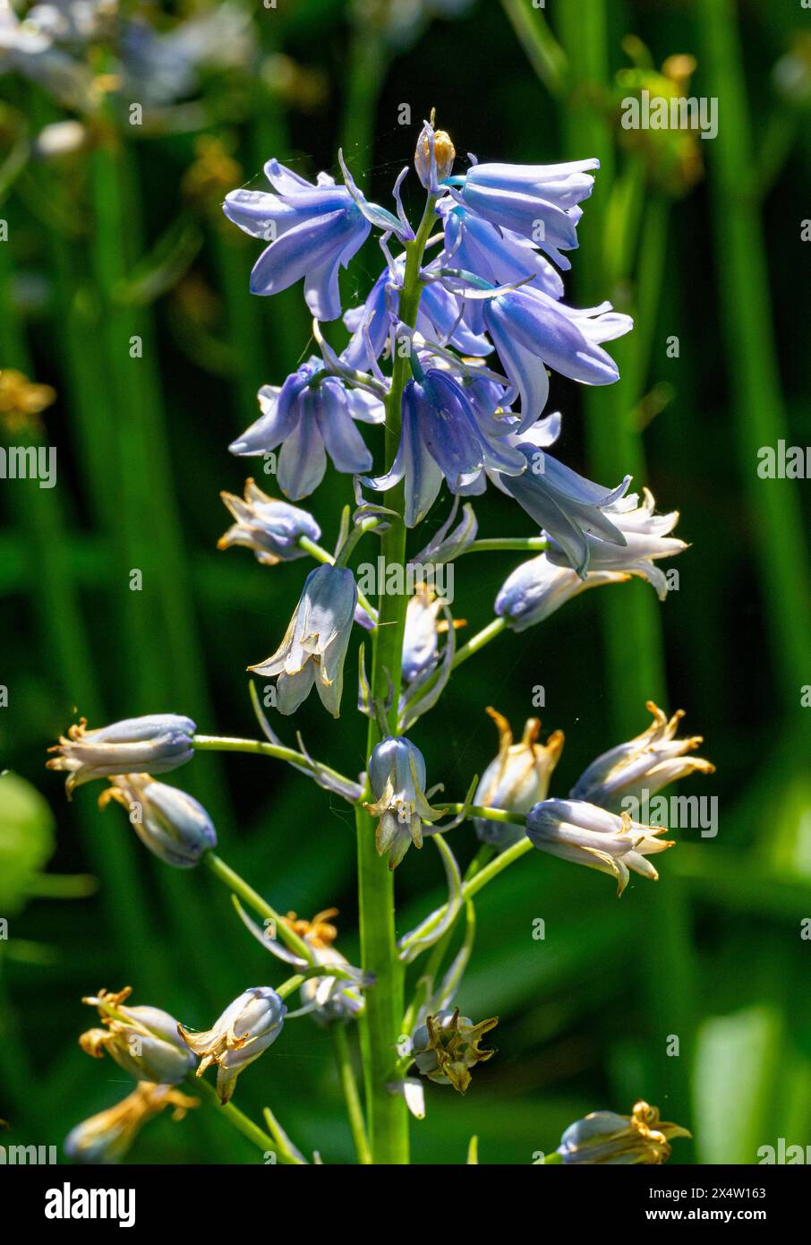 Hyacinthoides hispanica spanish bluebell Stock Photo - Alamy