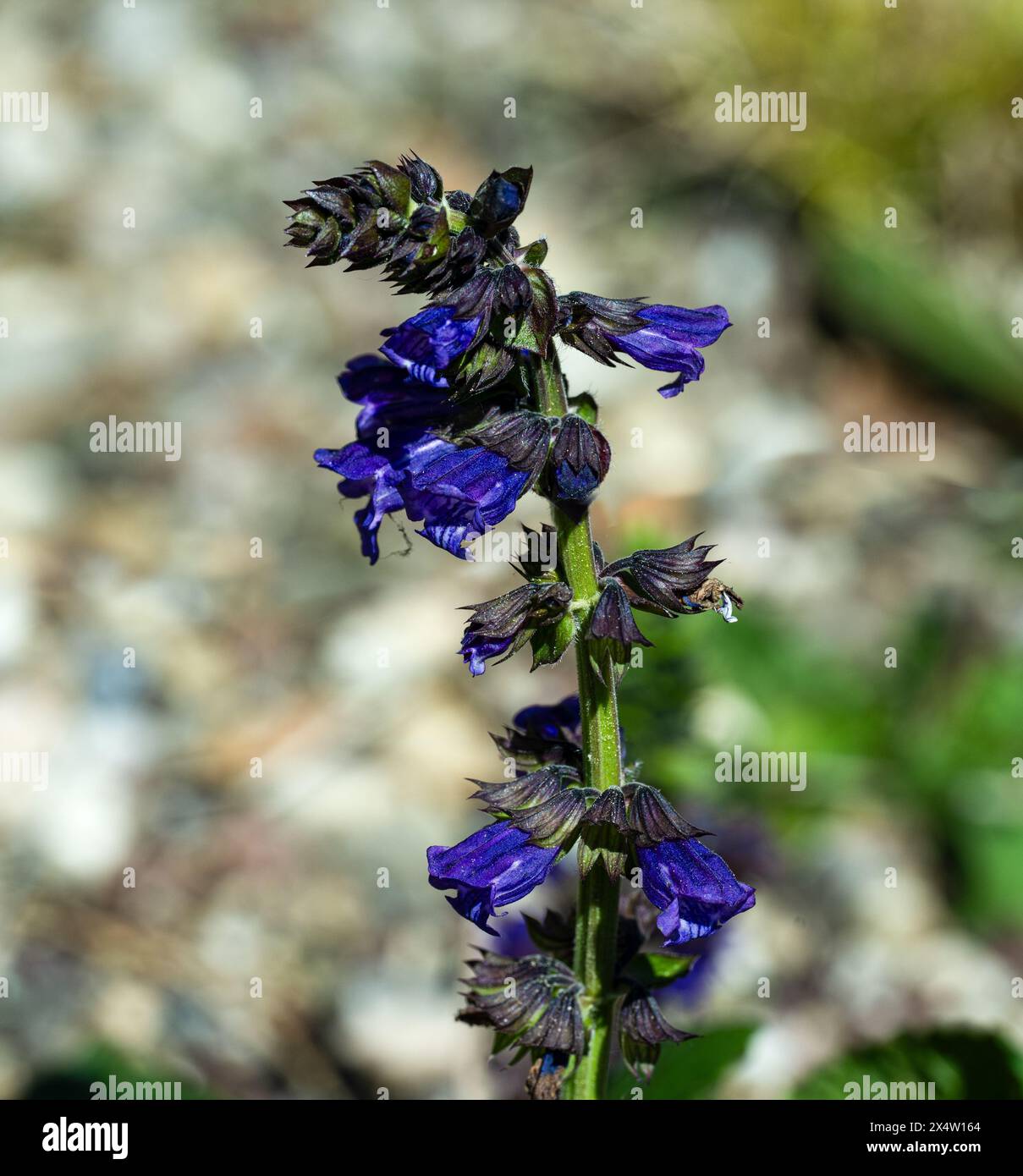 Dragonmouth or Pyrenean dead-nettle (Horminum pyrenaicum) is a ...