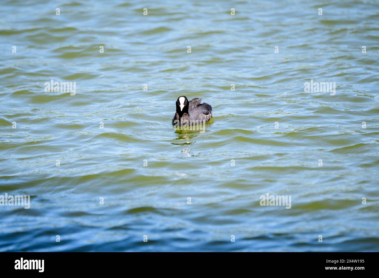 One small black Eurasian coot bird also known as common or Australian ...