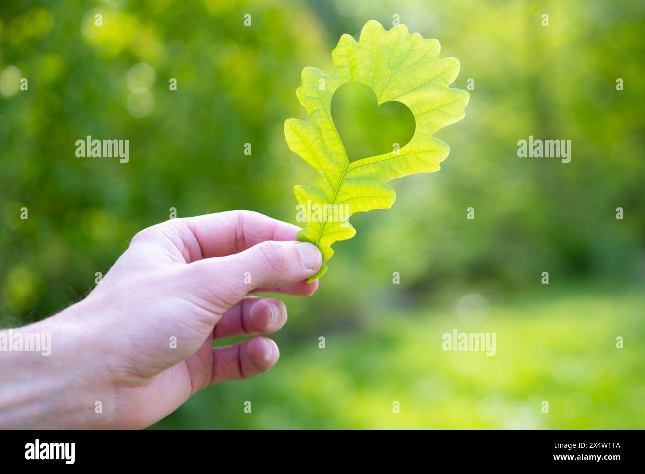 Heart of oak hi-res stock photography and images - Alamy
