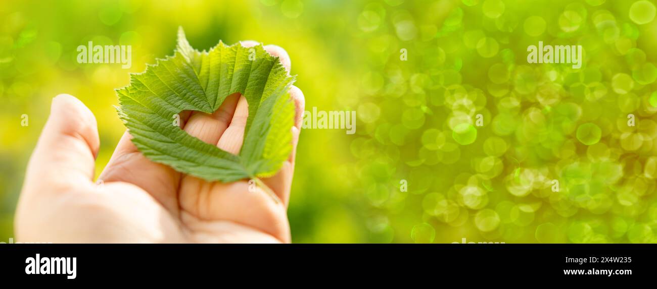 heart-shaped green leaf in female hand, background summer mood concept ...