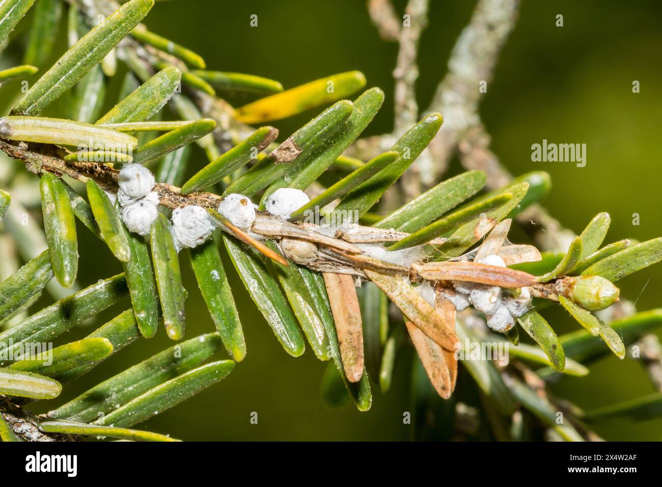 Hemlock Woolly Adelgid - Adelges tsugae Stock Photo - Alamy