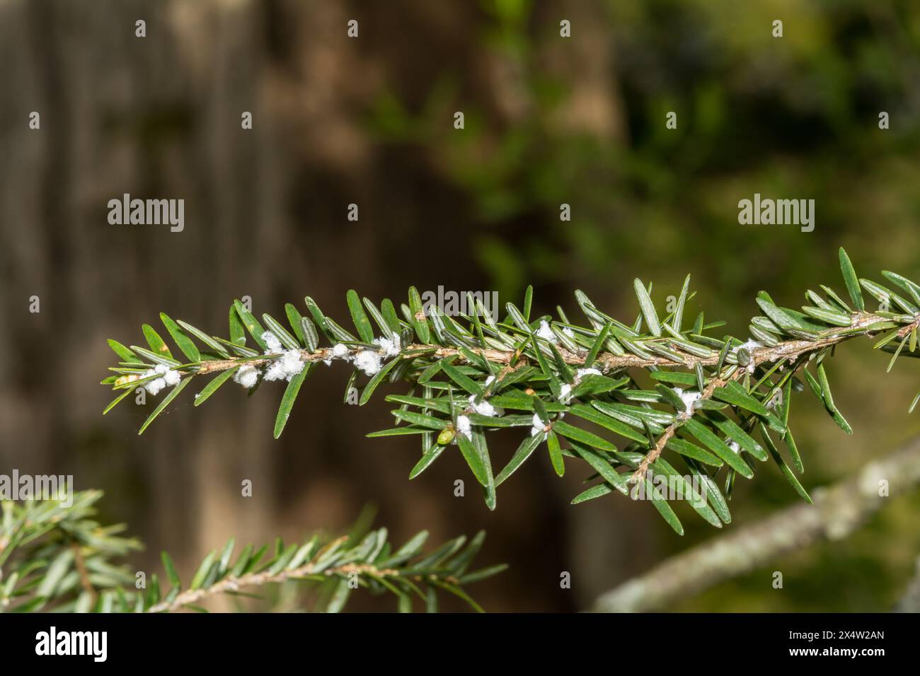 Hemlock Woolly Adelgid - Adelges tsugae Stock Photo - Alamy