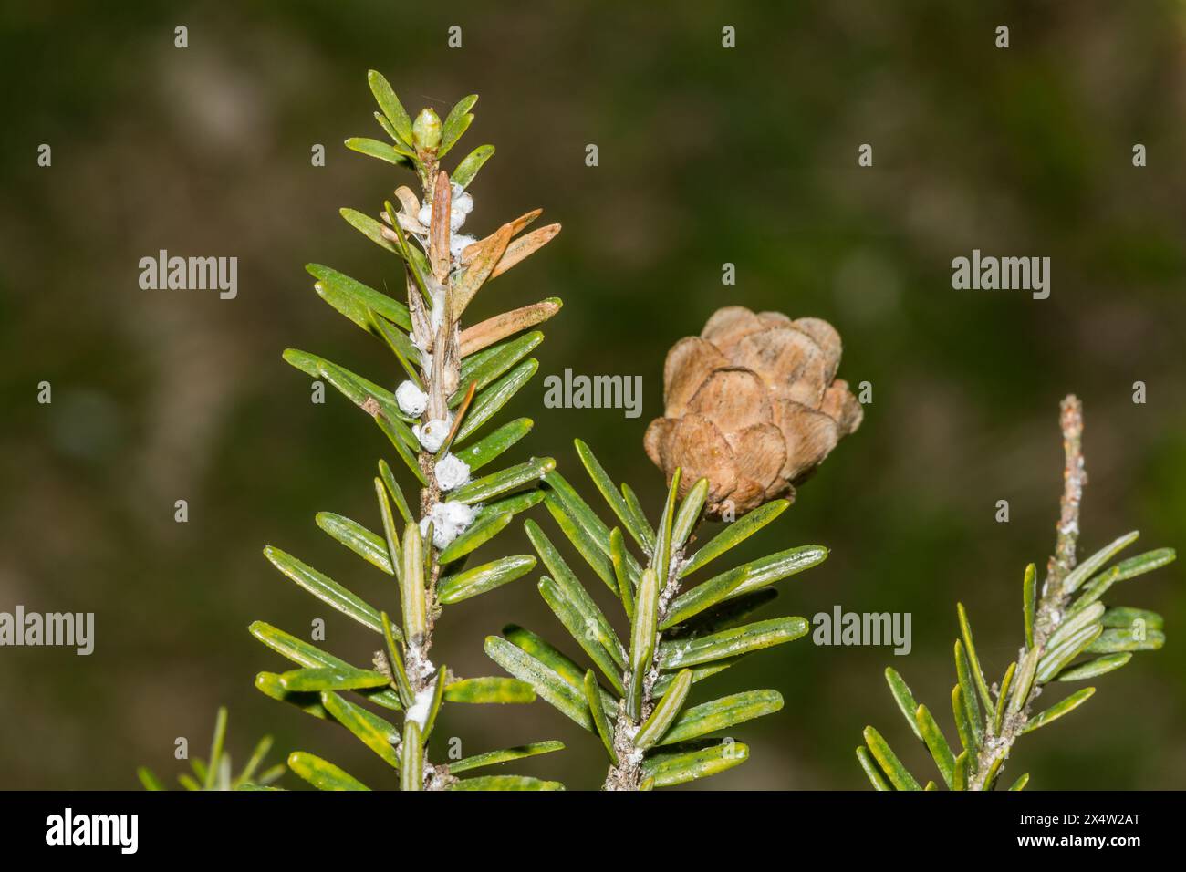 Woolly adelgid hi-res stock photography and images - Alamy