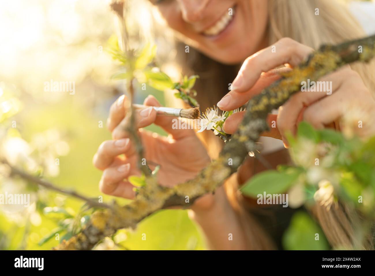 woman smiles as she uses a brush to pollinate white apple blossoms ...