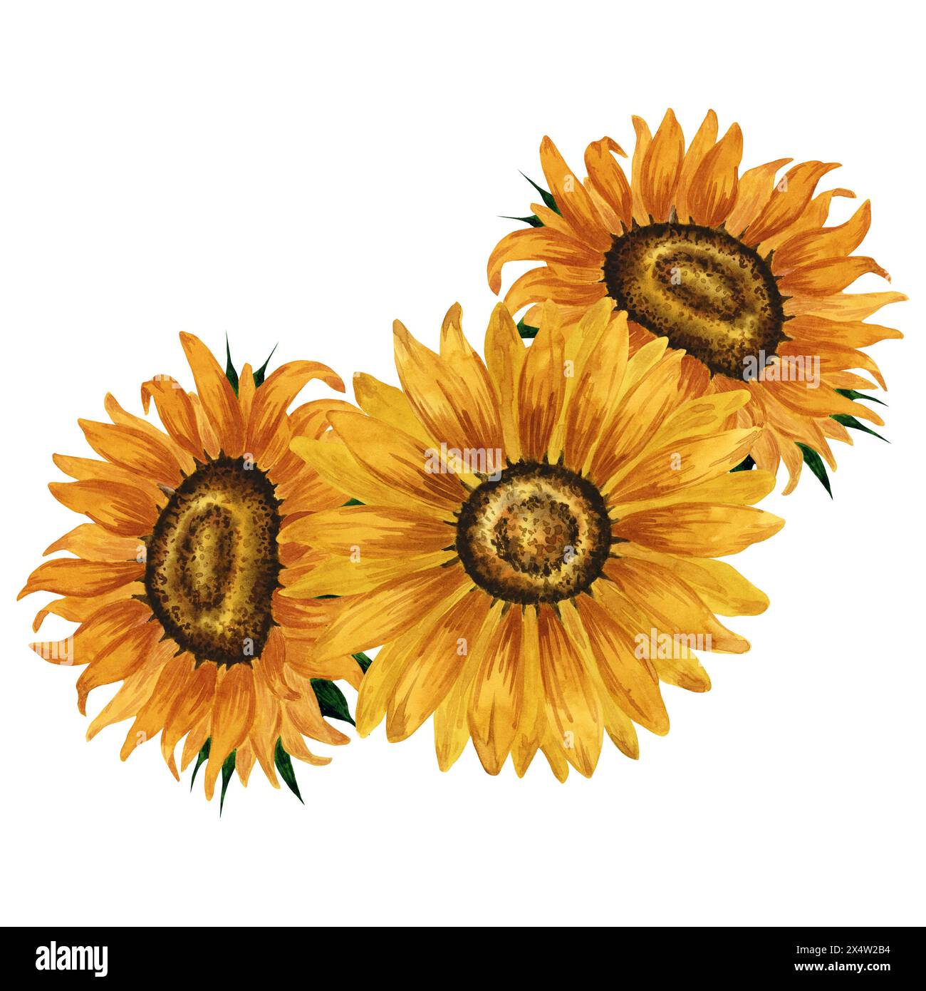 Watercolor sunflowers bouquet, floral arrangement, yellow flowers ...