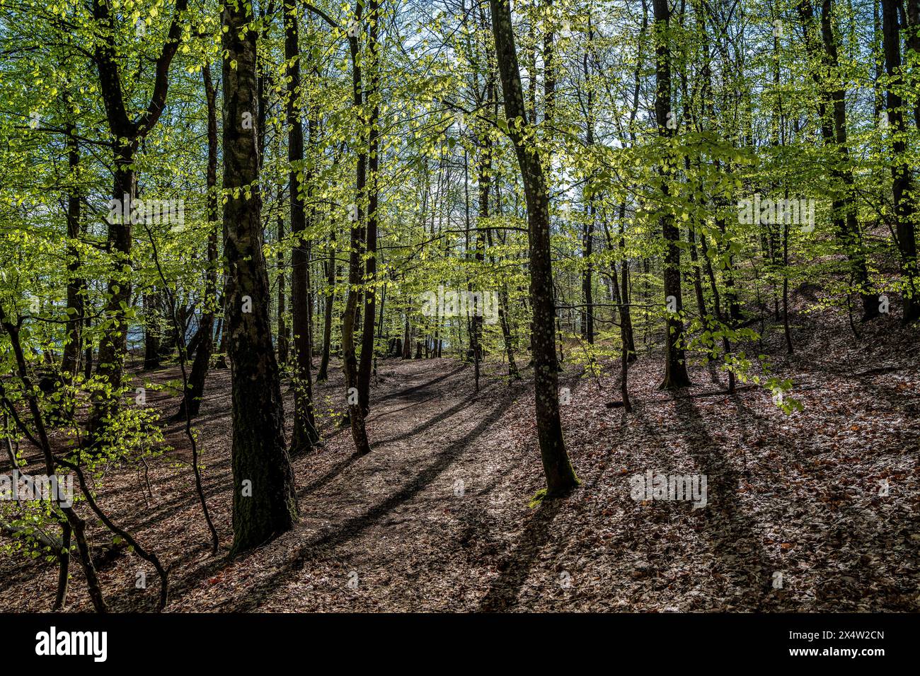 Forest in early spring with new green leaves, Denmark Stock Photo - Alamy