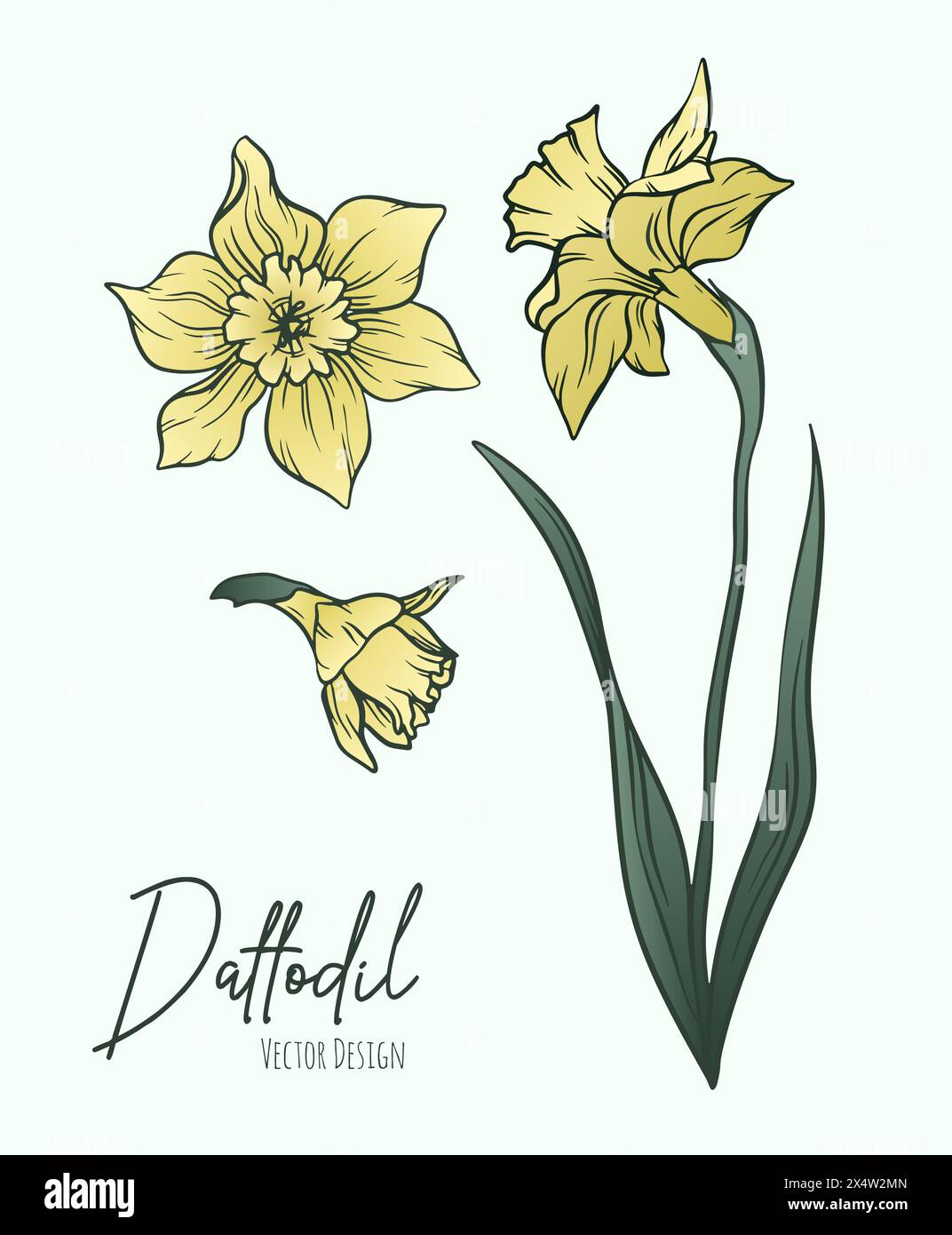 Botanical line art illustration of daffodil or narcissus flowers for ...