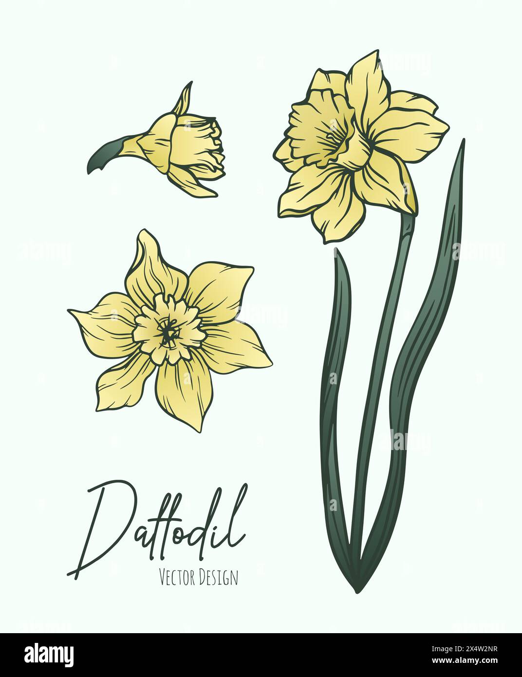 Botanical line art illustration of daffodil or narcissus flowers for ...