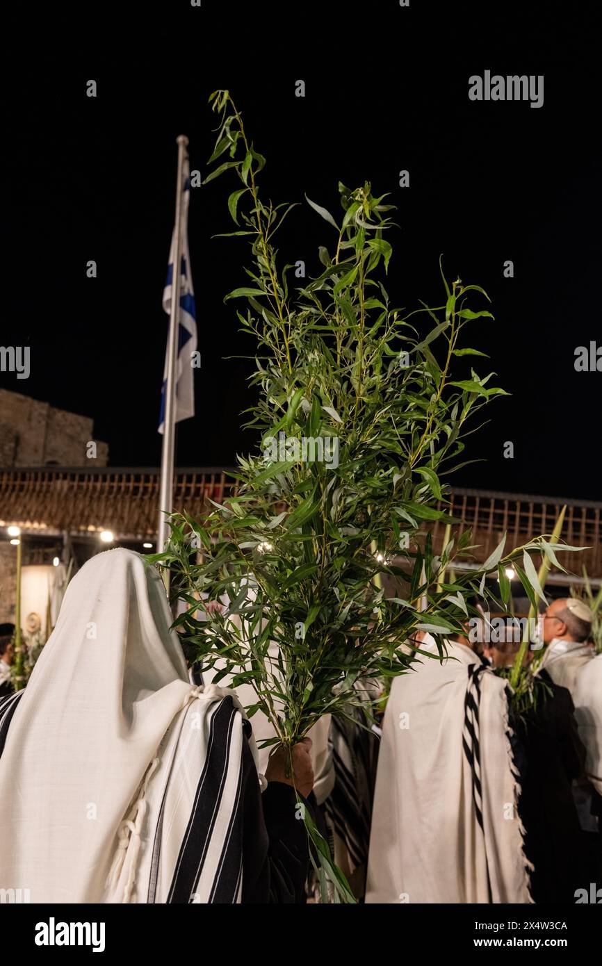 An Orthodox, Jewish man holds a large cluster of long willow branches ...