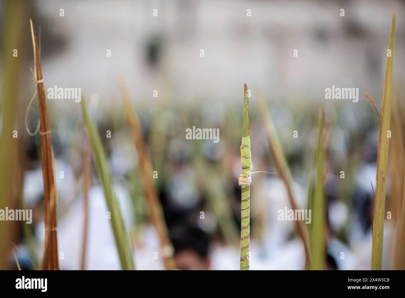 Lulavs or closed palm fronds raised in the air during prayer services ...