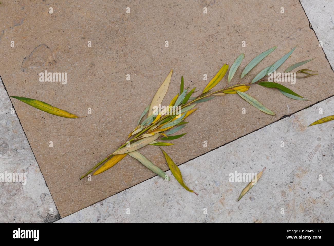 A single willow branch, one of the four plant species used in the ...