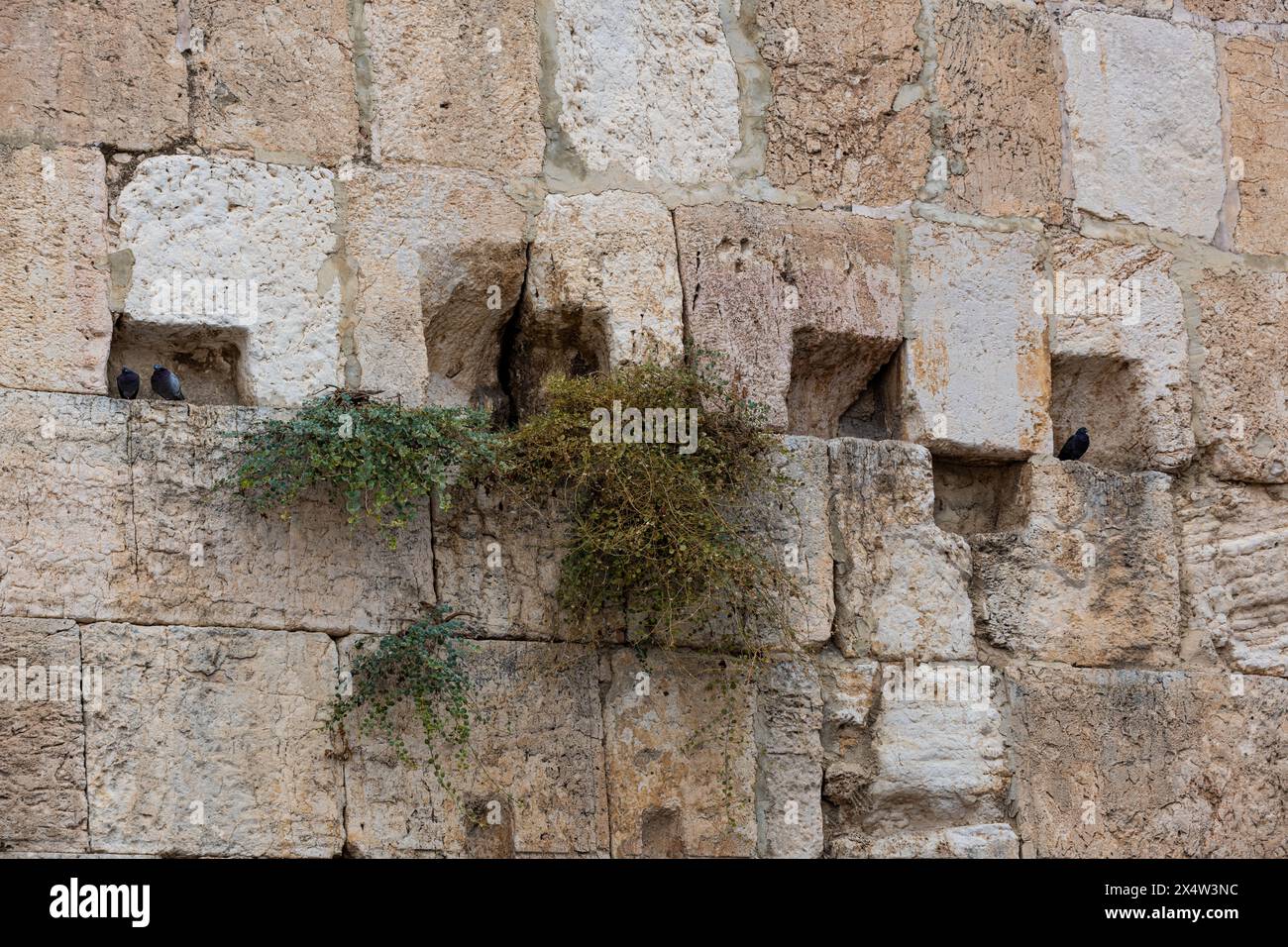 Detail of a section of the textured stones and caper plants of the ...