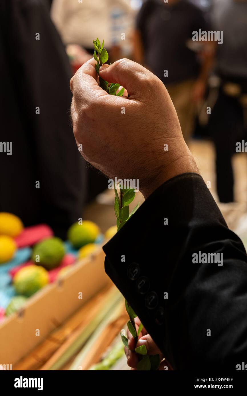 Closeup of a man's hand holding a sprig of myrtle leaves, one of the ...