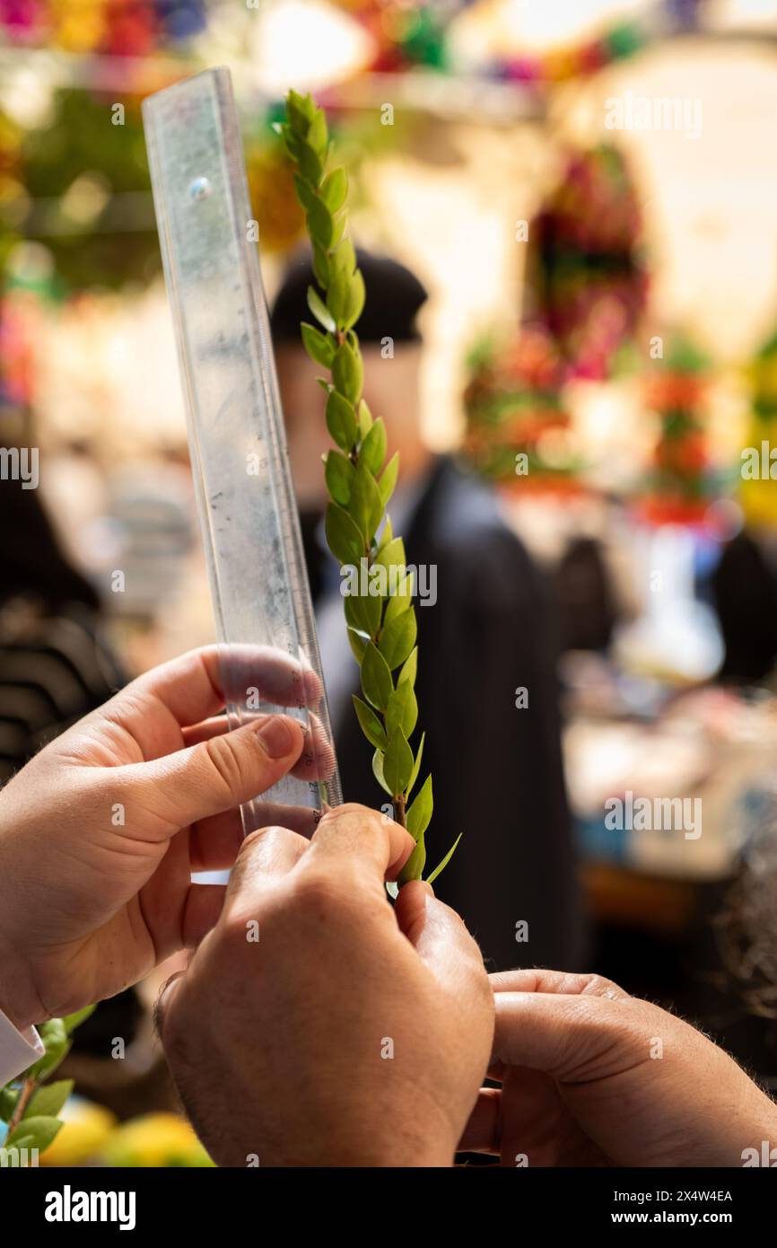 Closeup of a man's hand holding and measuring a sprig of myrtle leaves ...