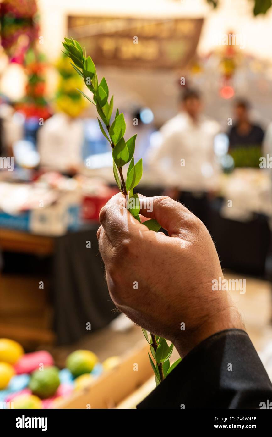 Closeup of a man's hand holding a sprig of myrtle leaves, one of the ...