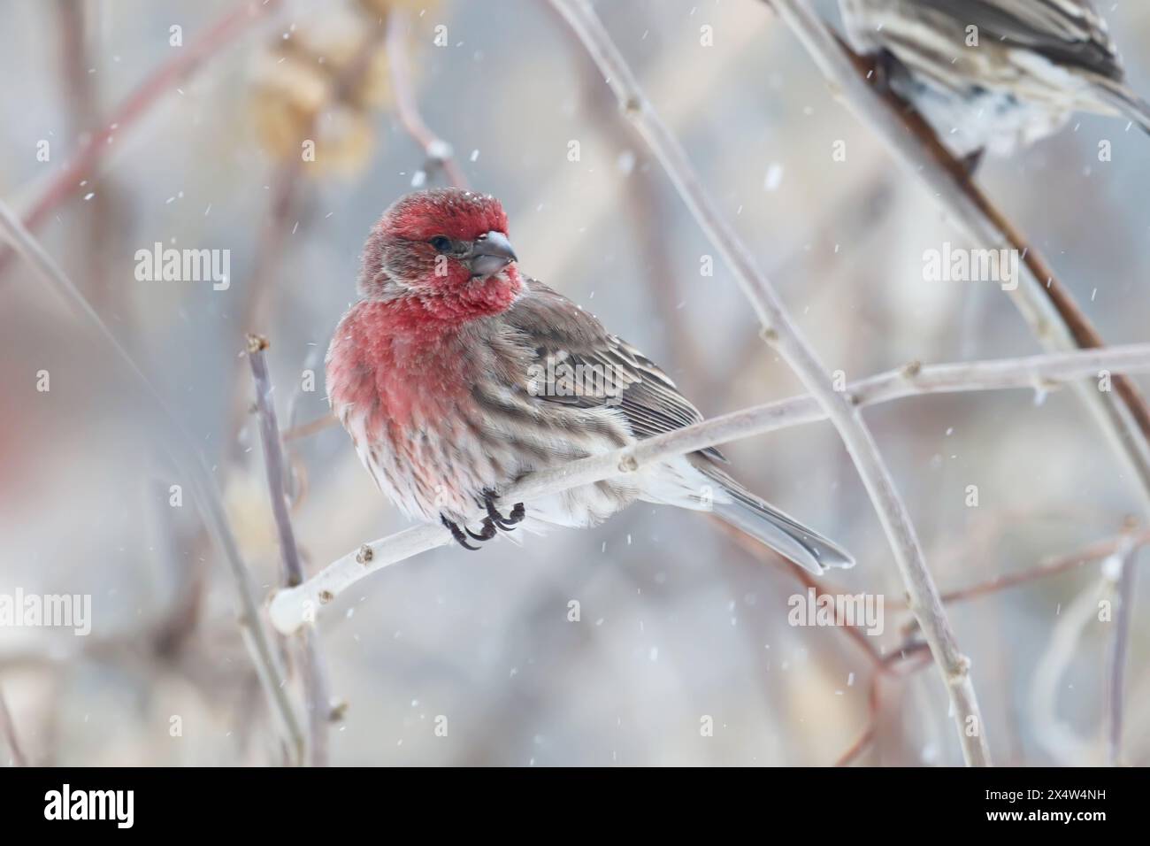 Winter Perch House Finch