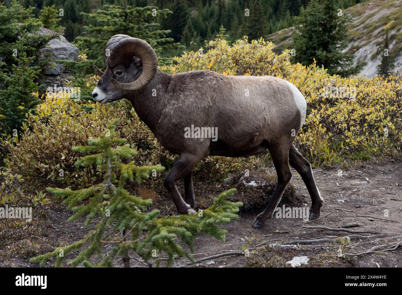 bighorn sheep just aside Wilcox trail in Jasper national park in the ...