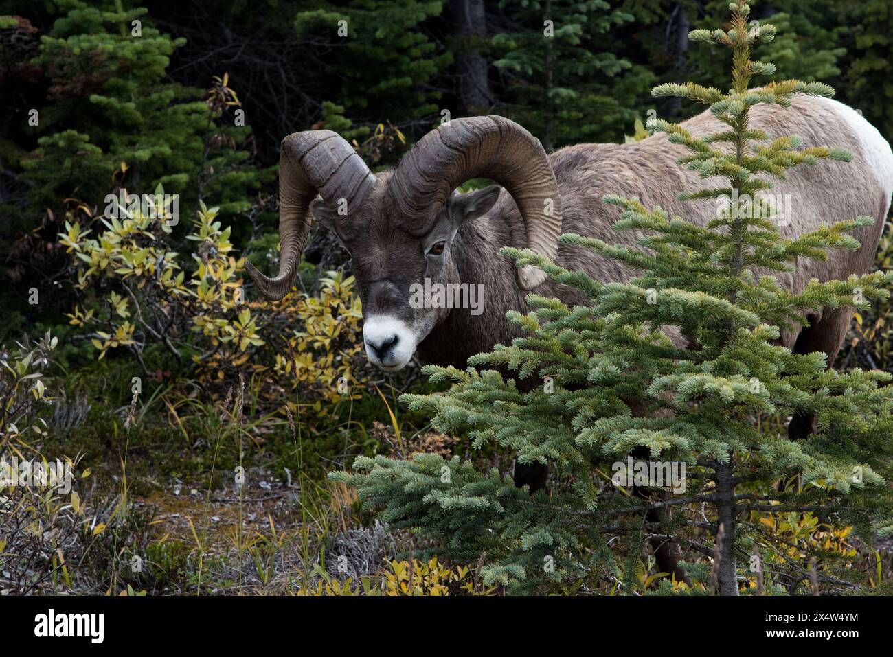 bighorn sheep just aside Wilcox trail in Jasper national park in the ...
