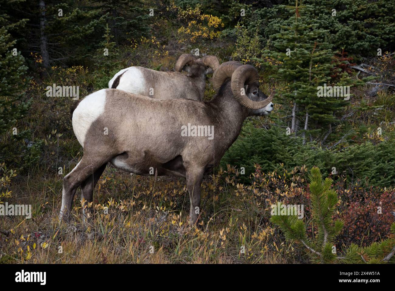 bighorn sheep just aside Wilcox trail in Jasper national park in the ...