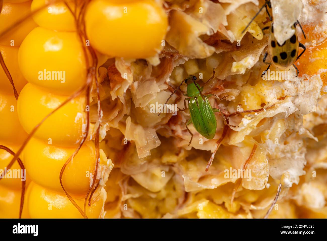 Northern Corn Rootworm beetle eating kernels on ear of corn ...