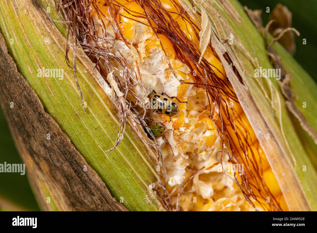 Northern Corn Rootworm beetle and Southern Corn Rootworm beetle eating ...