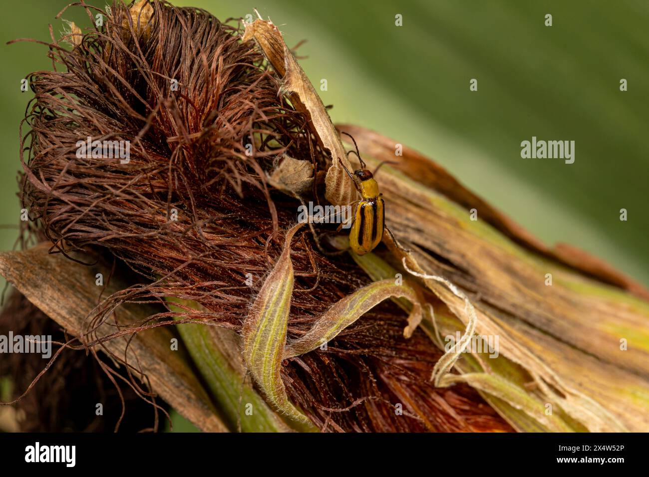Western Corn Rootworm beetle on ear of corn. Agriculture pest control ...