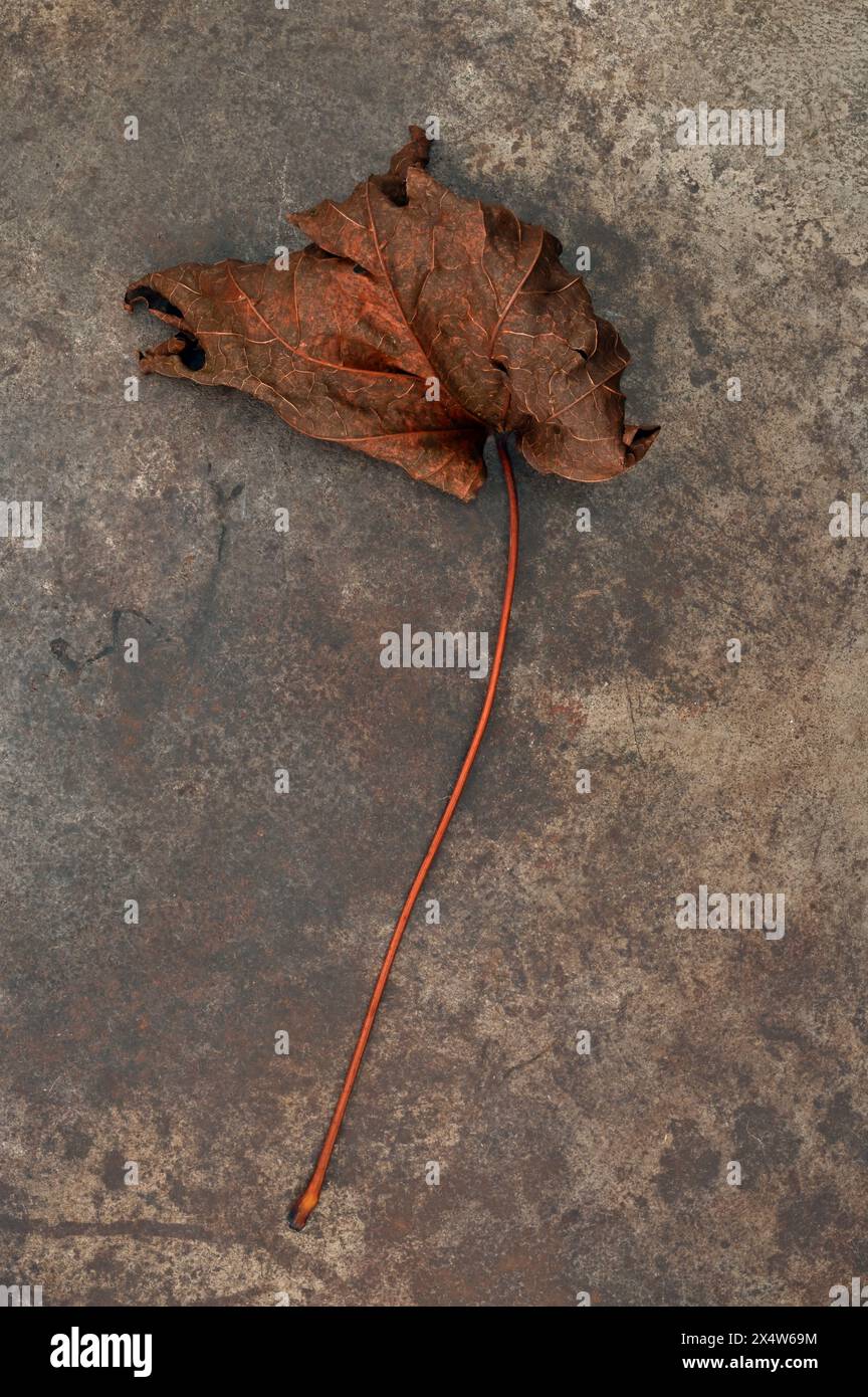 Dried rich brown curled autumn leaf and long stem of Norway maple tree ...