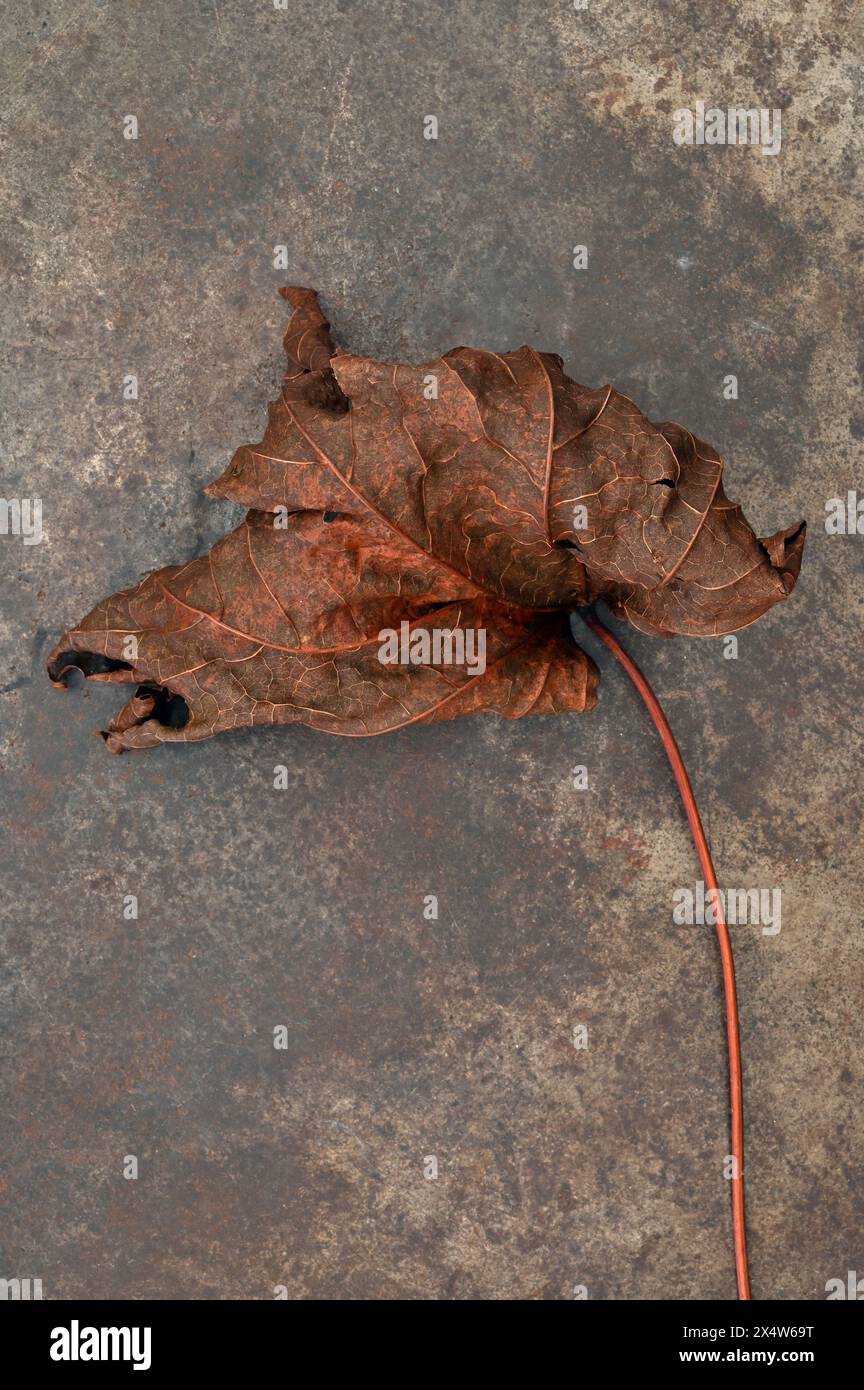 Dried rich brown curled autumn leaf and long stem of Norway maple tree ...