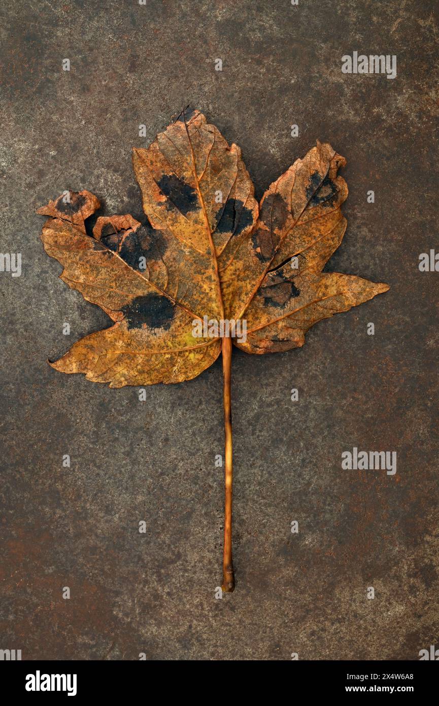 Golden brown autumn leaf and stalk of Sycamore tree with black spots of ...