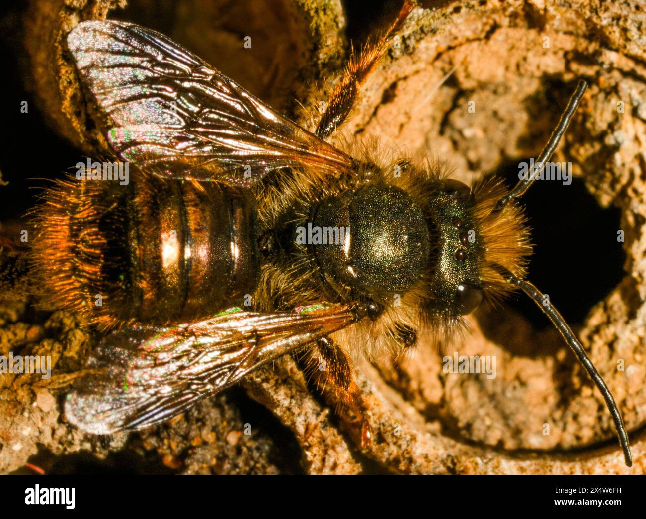 Mason bee nest hi-res stock photography and images - Alamy