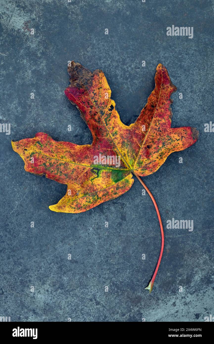 Individual single autumn fall leaf hi-res stock photography and images ...