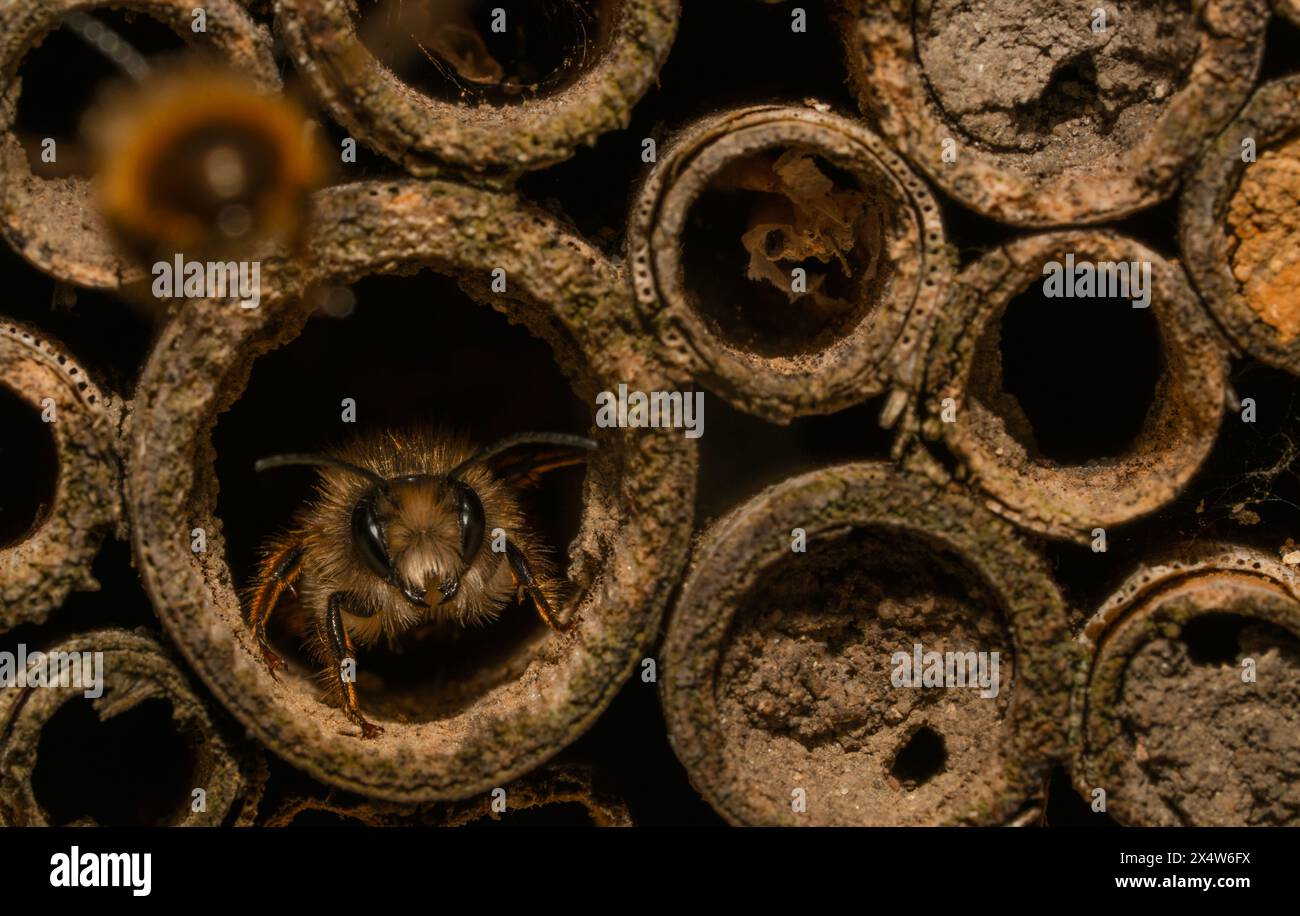 Mason bee nest hi-res stock photography and images - Alamy