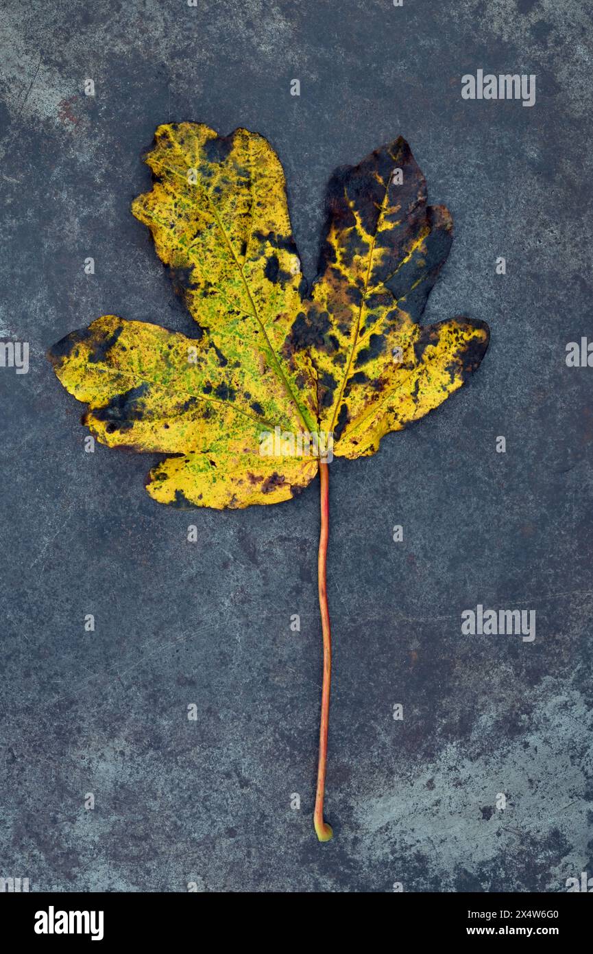 Single autumn leaf and stalk of Fiueld maple turning from green to ...
